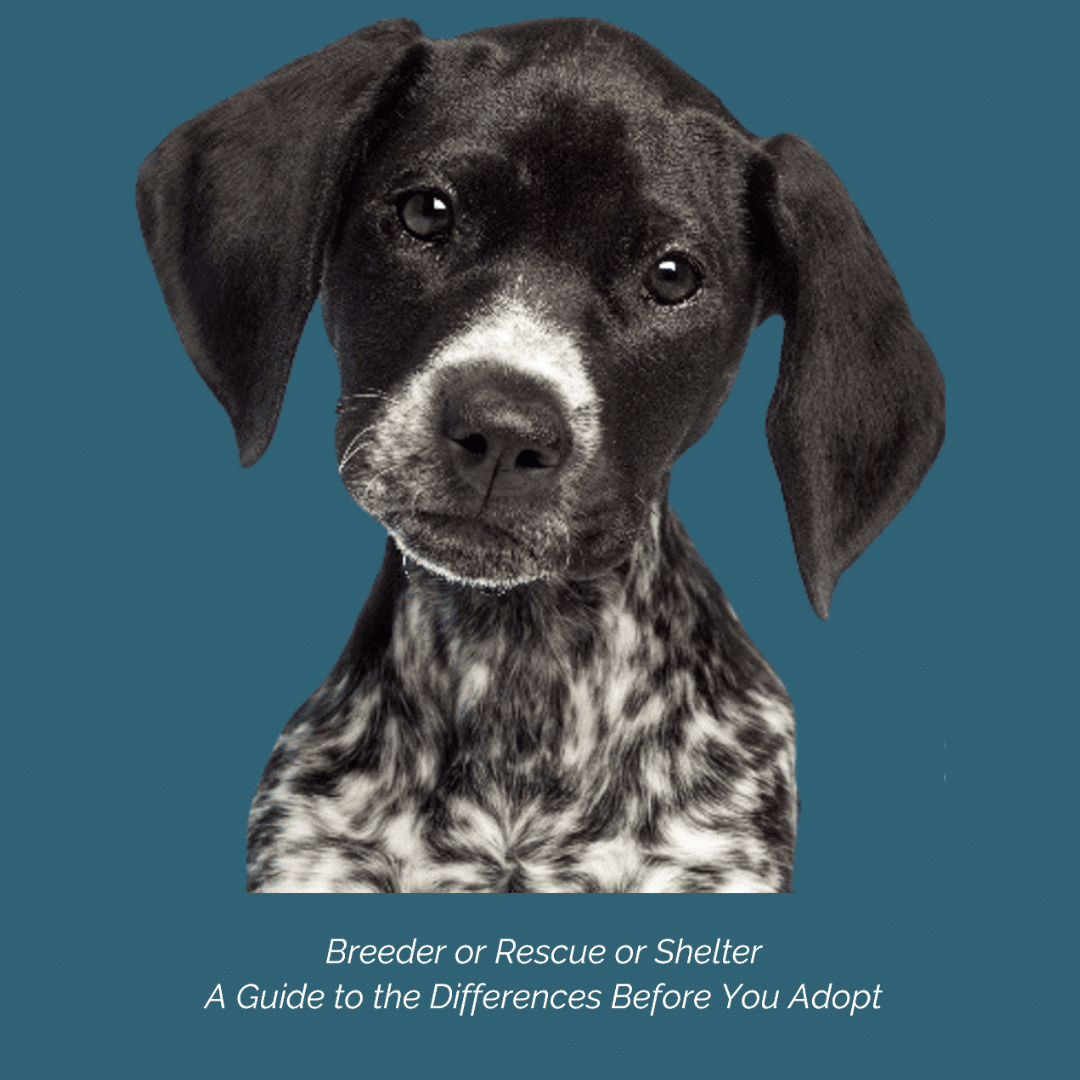 Breeder, Rescue or Shelter? - A Guide to Knowing the Differences Before ...